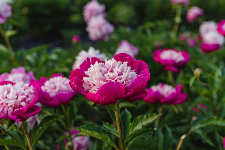 Art meets nature in full bloom at the Wisconsin Arts and Peony Festival