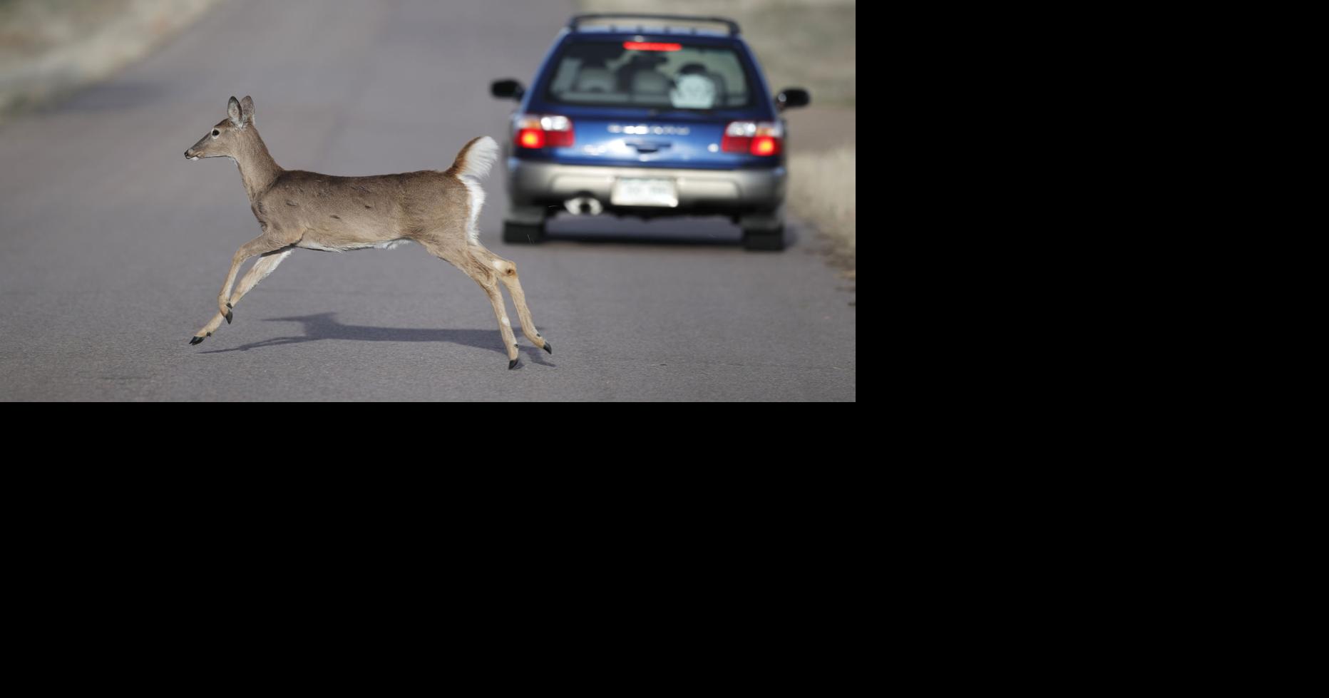 The best ways to avoid deer crashes, and what to do if you hit one