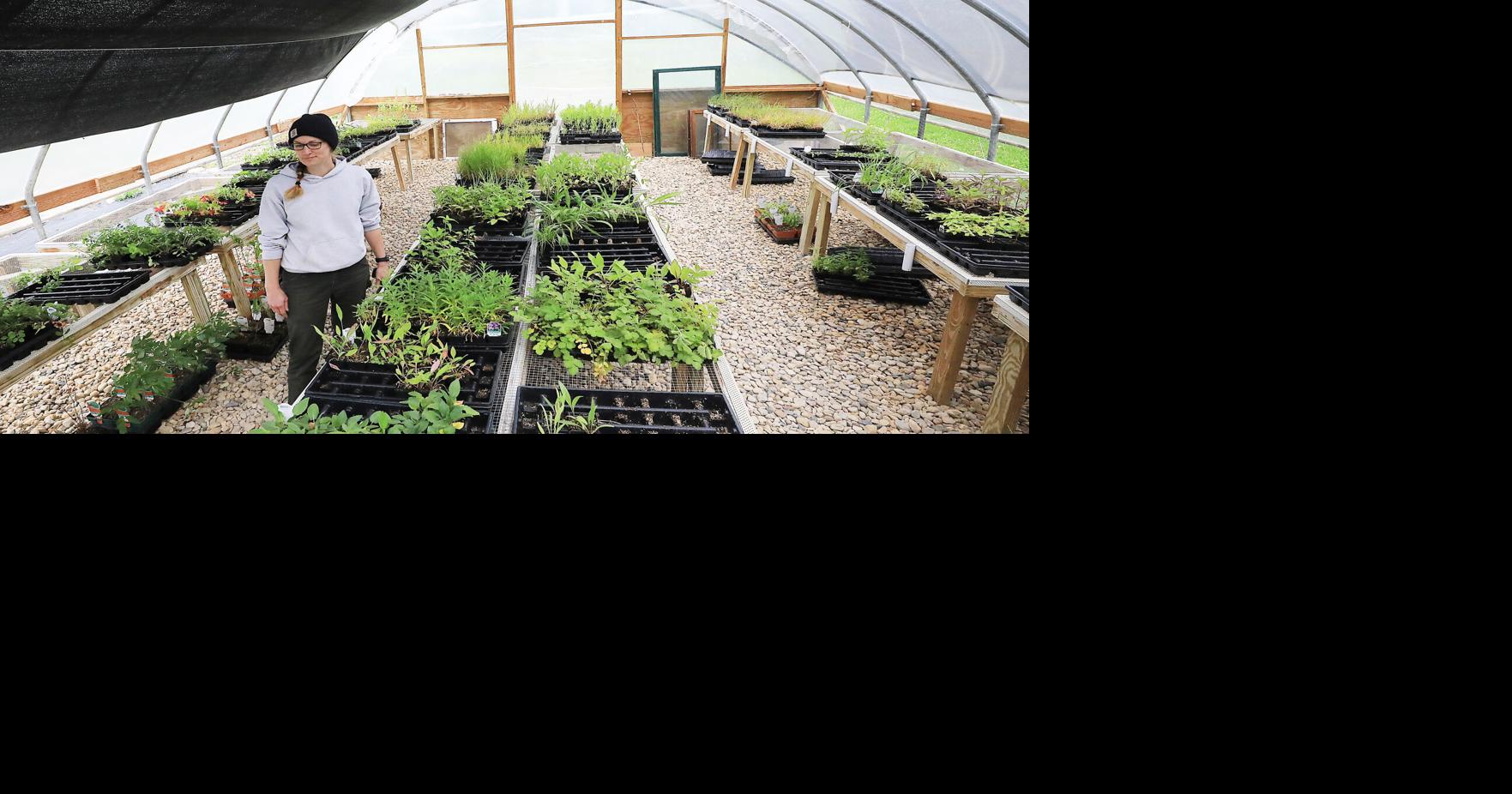 6 Madison-area native plant sales