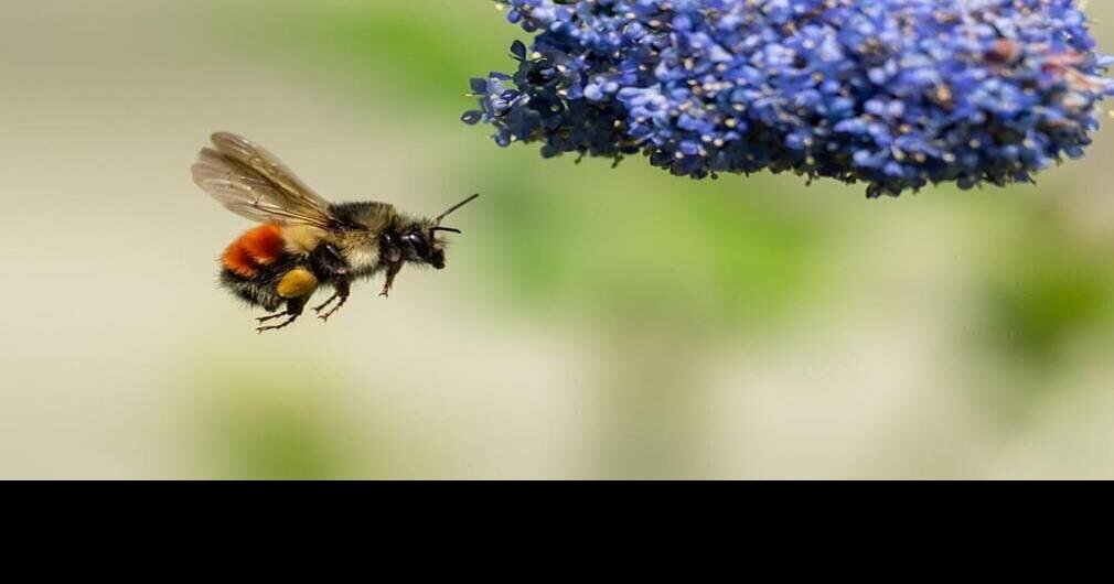 Pollinators are essential to producing the food we eat
