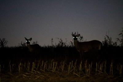 Jerry Davis: Shining deer illegal, but not at all times