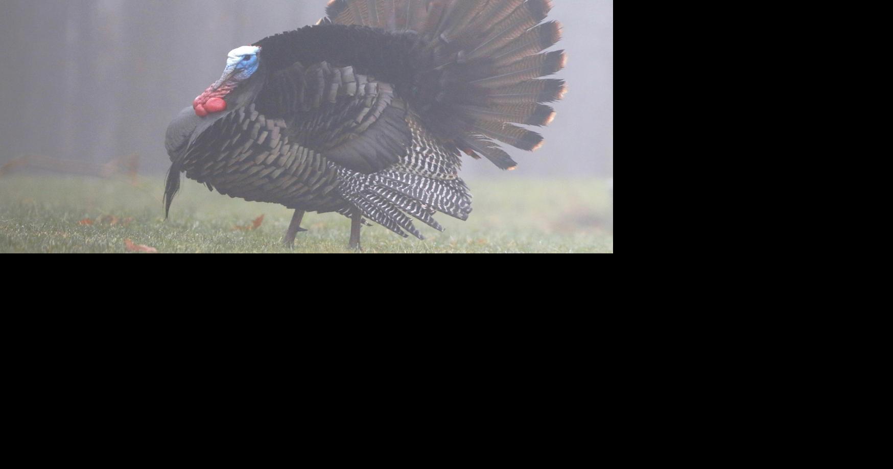 Jerry Davis: De Soto teen rises to challenge, bags his turkey