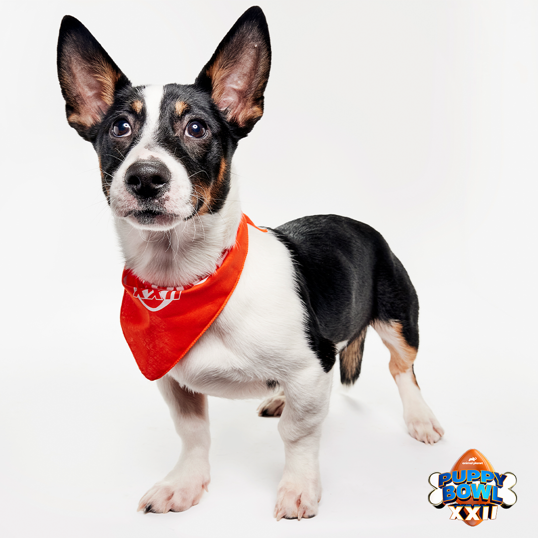 Meet the 2 Wisconsin dogs in the Puppy Bowl