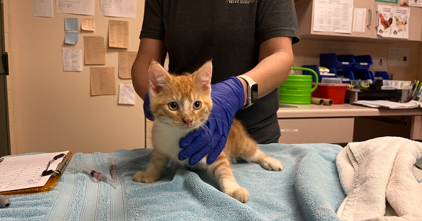 $7,500 sought to help 50 cats rescued by Dane County Humane Society