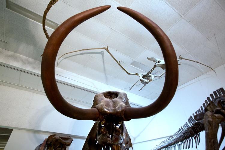 Newly discovered roots of Boaz mastodon on display at Wisconsin Science ...