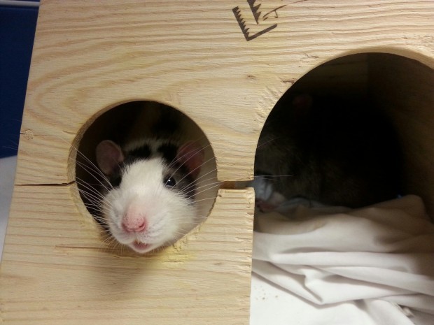 Homeless rats now up for adoption from Dane County Humane Society