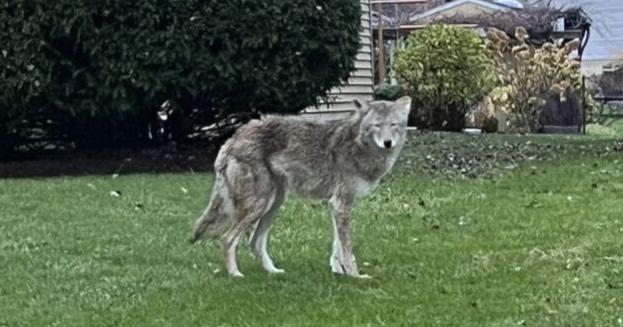 Madison Police say residents should 'haze' injured coyotes