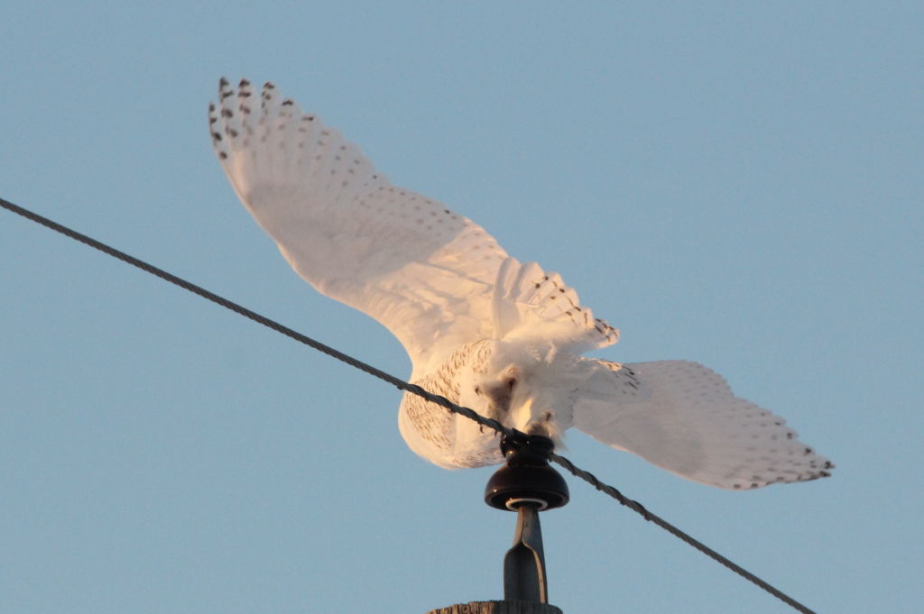 Jerry Davis: Snowy owls irrupting again