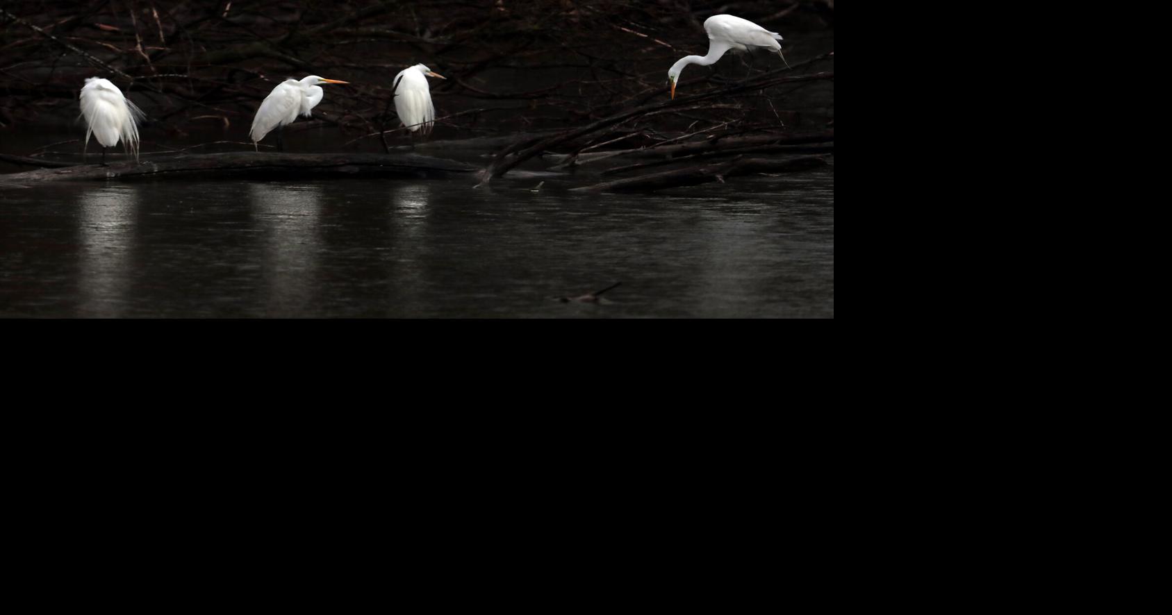 Highly contagious bird flu has now spread to 13 Wisconsin counties ...