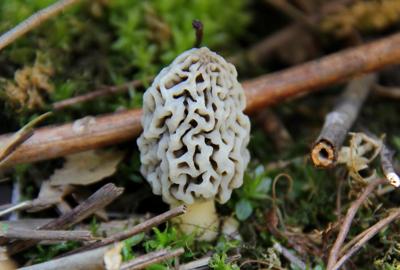 Jerry Davis: Morel season’s open, just barely