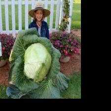 Medford third grader wins giant cabbage contest