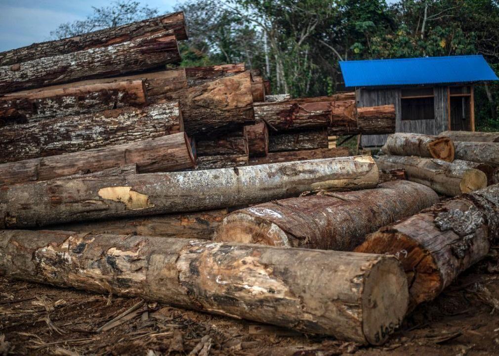 20 products you might not know are from the Amazon rainforest ...