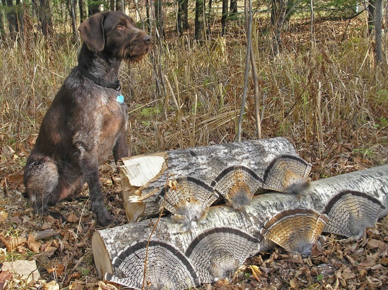 Habitat loss hurting grouse populations
