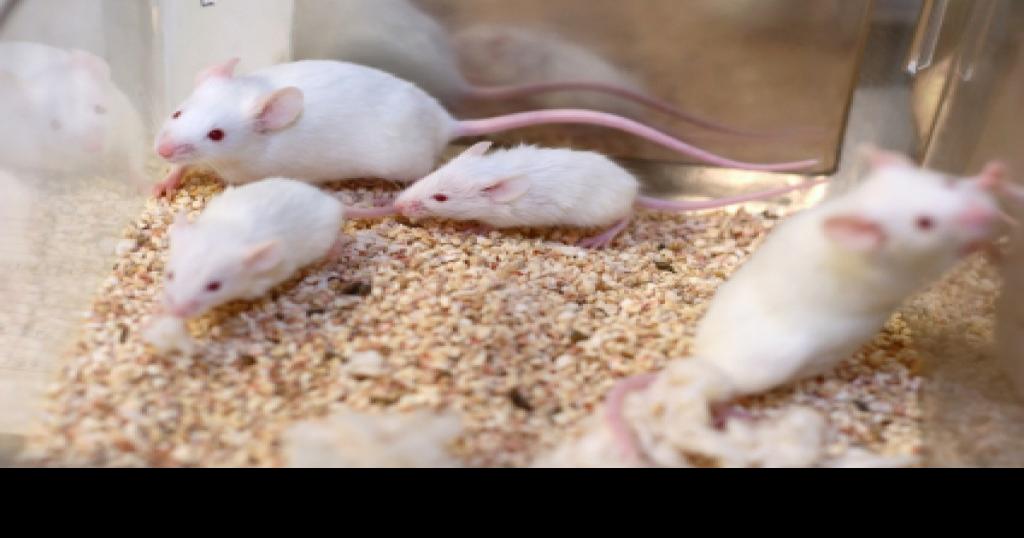 Animal rights groups ask DA to investigate UW experiments involving ...