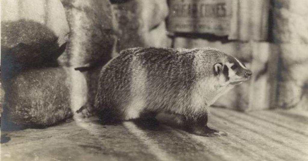 Odd Wisconsin: Pet badger helped solve murder case