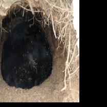 Wis. researchers continue to study how bears endure