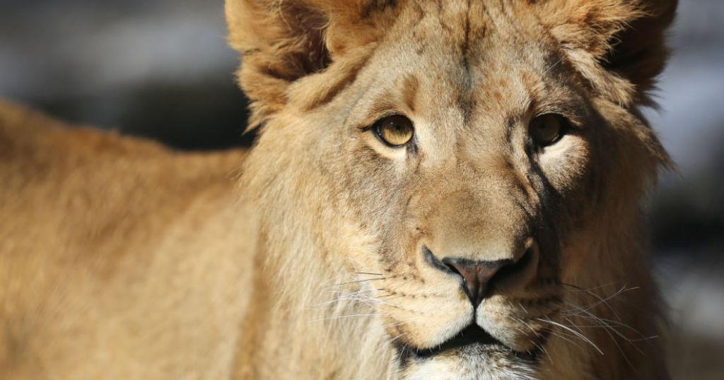Photos: Pelo the Lion welcomed at Henry Vilas Zoo