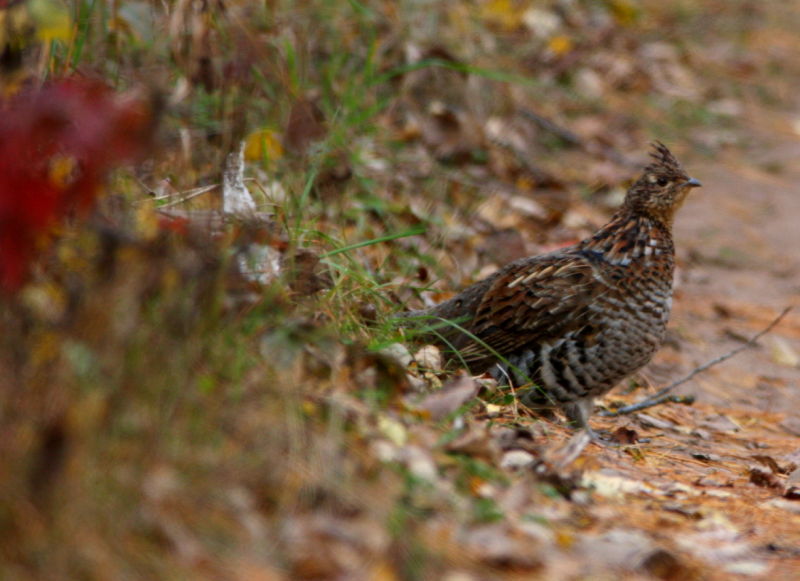 Fields and Forests: Ruffed grouse drumming counts show dip