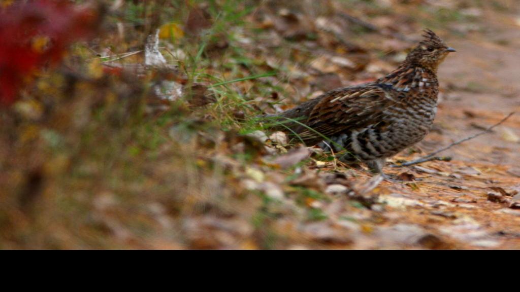 Fields and Forests: Ruffed grouse drumming counts show dip | Outdoors ...
