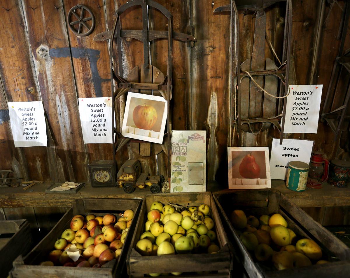 Photos: History grows on trees at antique apple orchard