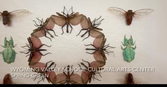 The insect art of Jennifer Angus