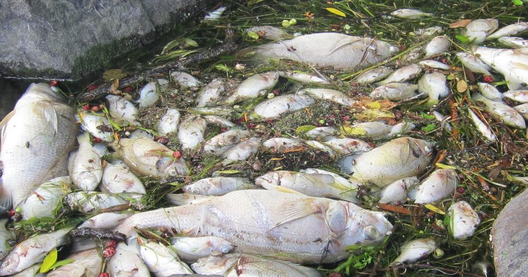 DNR investigating fish kill on Pierce County creek