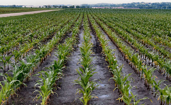 Farmers struggling with wet fields, yellowing crops