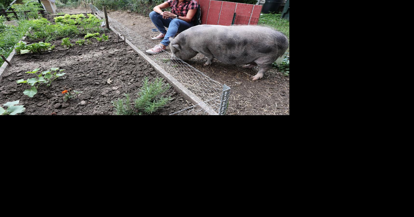 Rudi the pig could be an emotional support animal