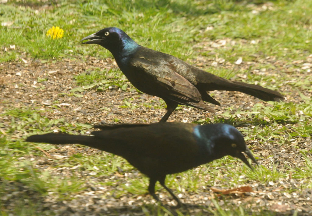 Patrick Durkin: Hell’s Angels of the bird world returned in late March ...