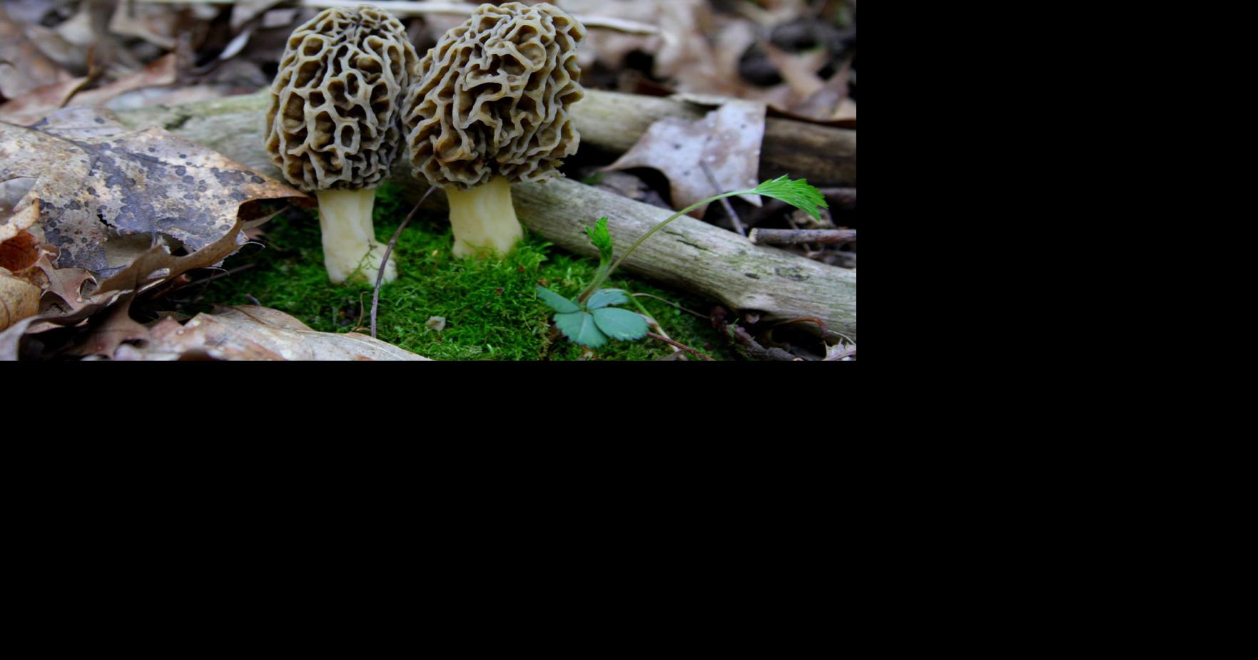 Jerry Davis: Recognize the early stages with morels emerging late this year