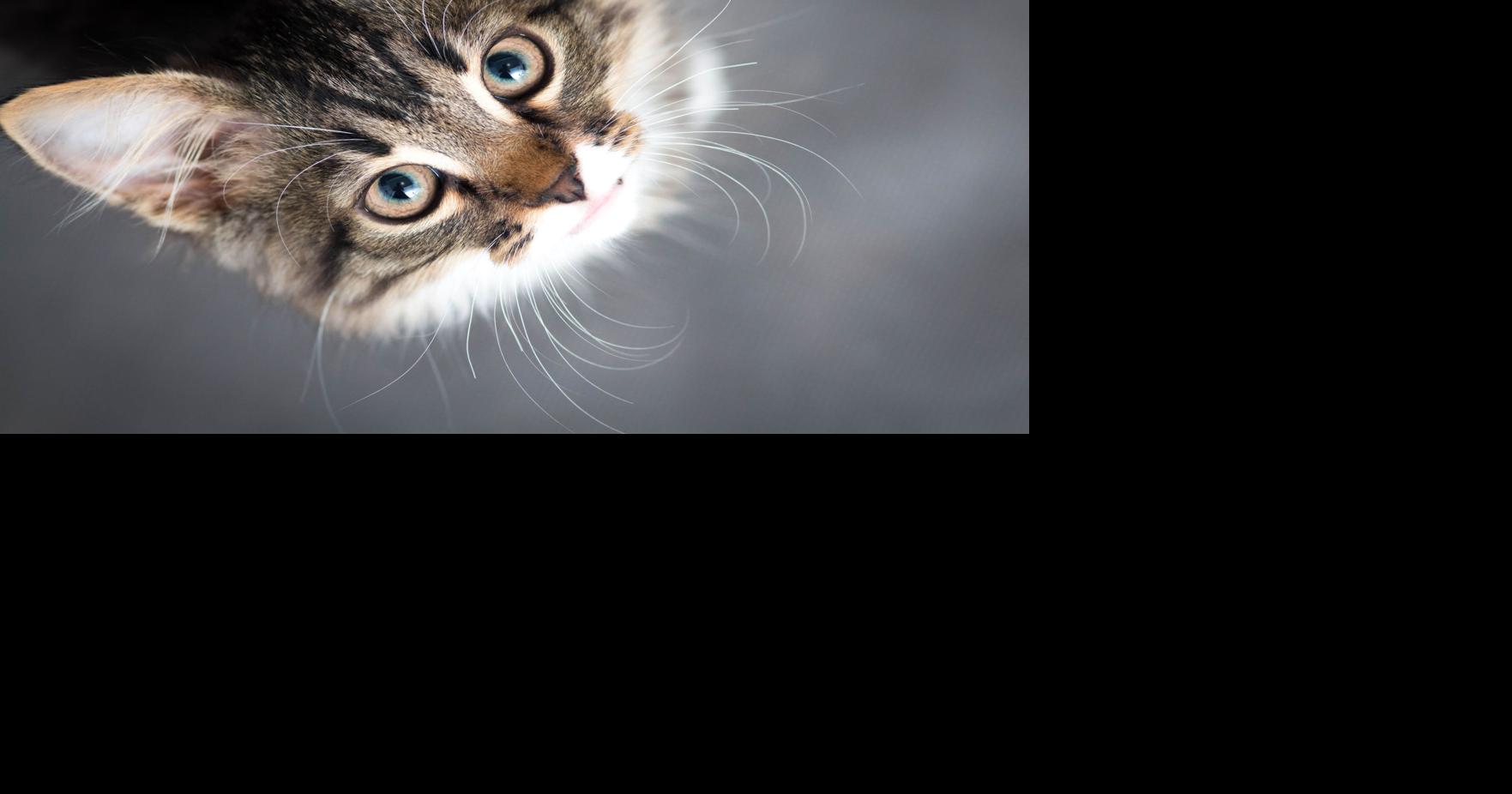 Jail and probation for man convicted of killing cat