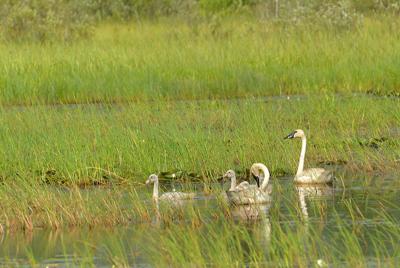 Joy Zedler: Invaluable wetlands fight floods