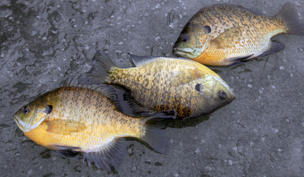 In Season: Bluegills