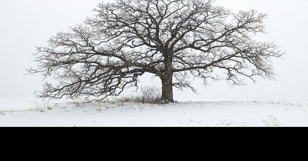 Patrick Durkin: The tree gave Mark Hirsch new life