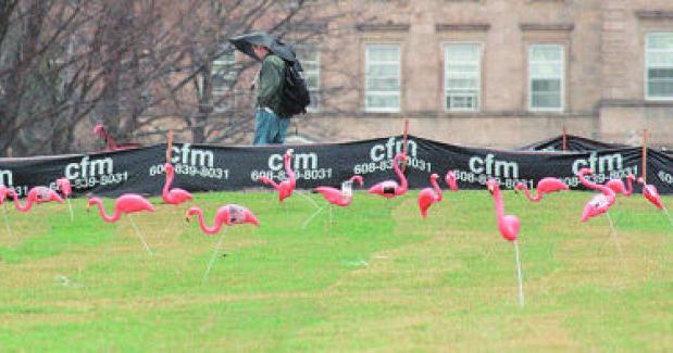 Pink flamingos flocking to Bascom Hill for UW fundraising campaign