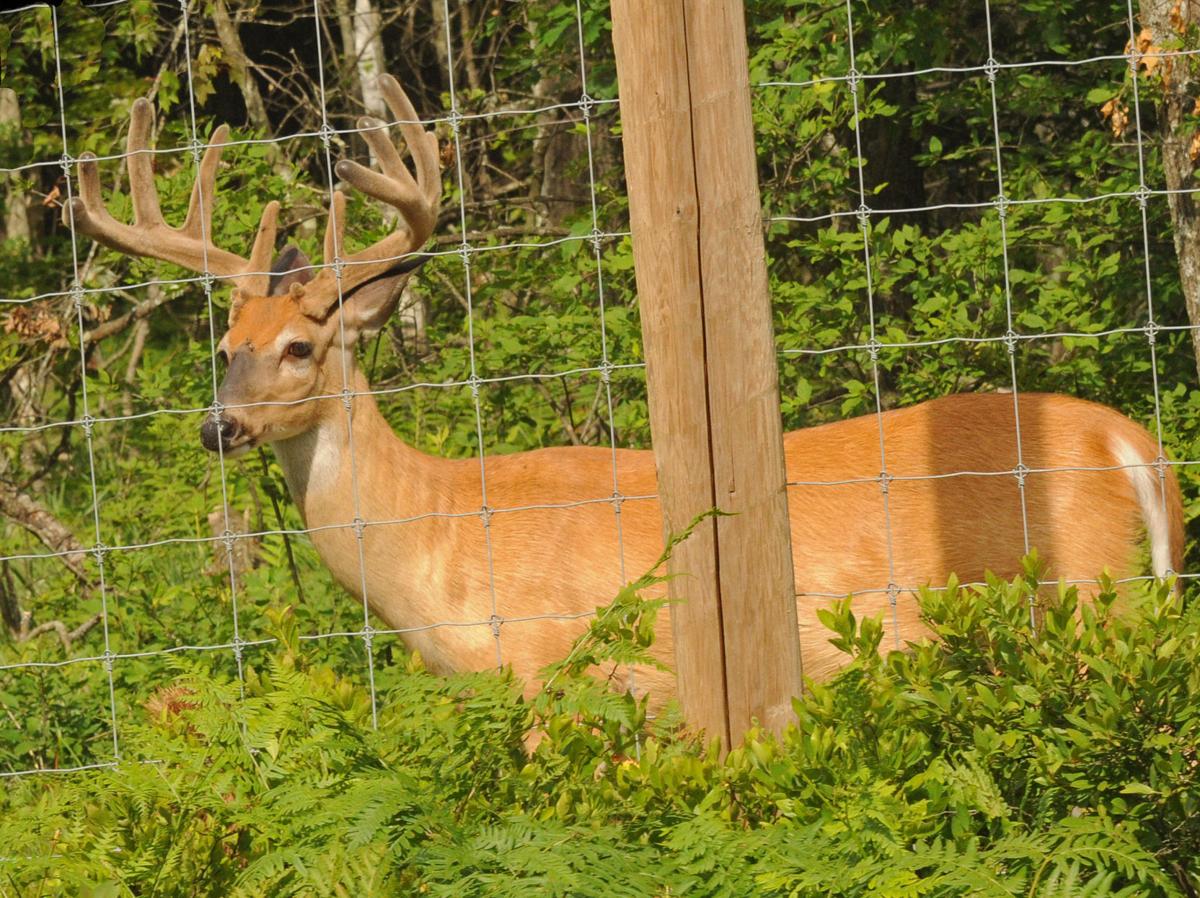 Patrick Durkin: Is Wisconsin content to lose CWD fight?
