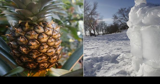 Photos: Frigid cold vs. tropical conditions