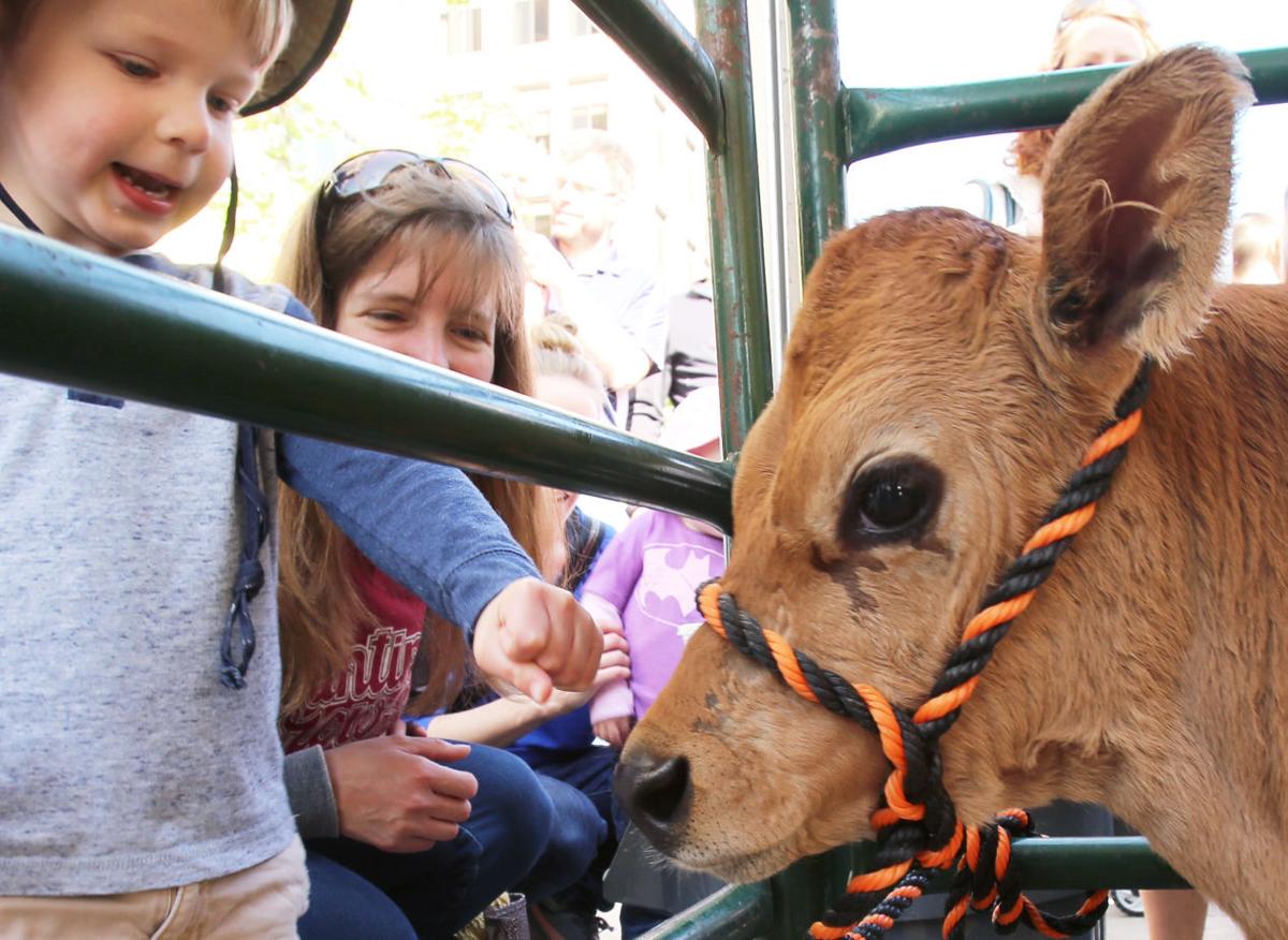 Going Out: Celebrate the cows who make Wisconsin America's Dairyland