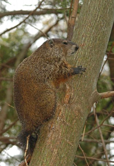 Patrick Durkin: Fuss over hunting groundhogs expected, of course
