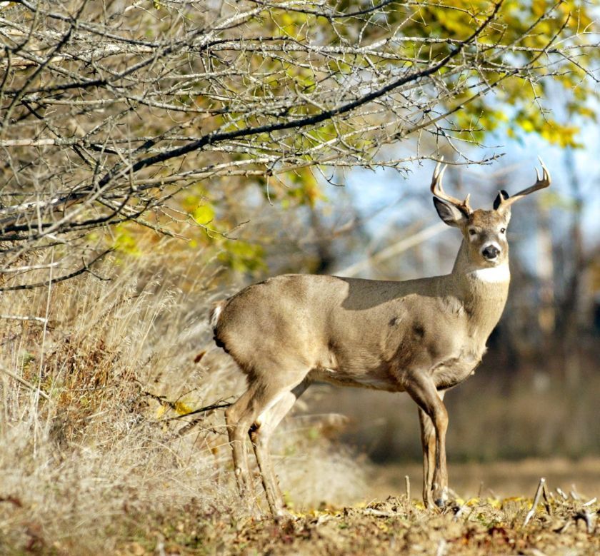Outdoors: Be ready for opener by checking out this list before deer hunt