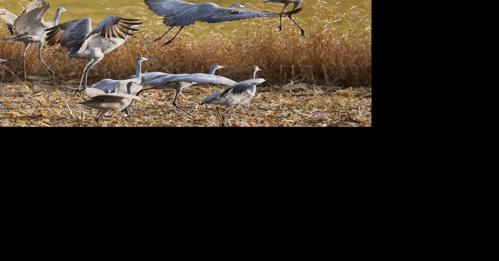 Whooping, sandhill cranes in danger from lead ammunition and fishing tackle