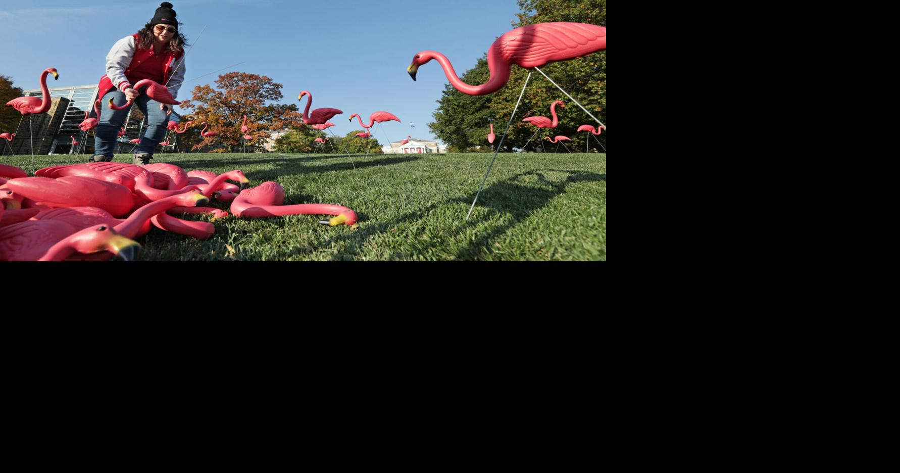 UW-Madison nets $421K in annual flamingo fundraiser