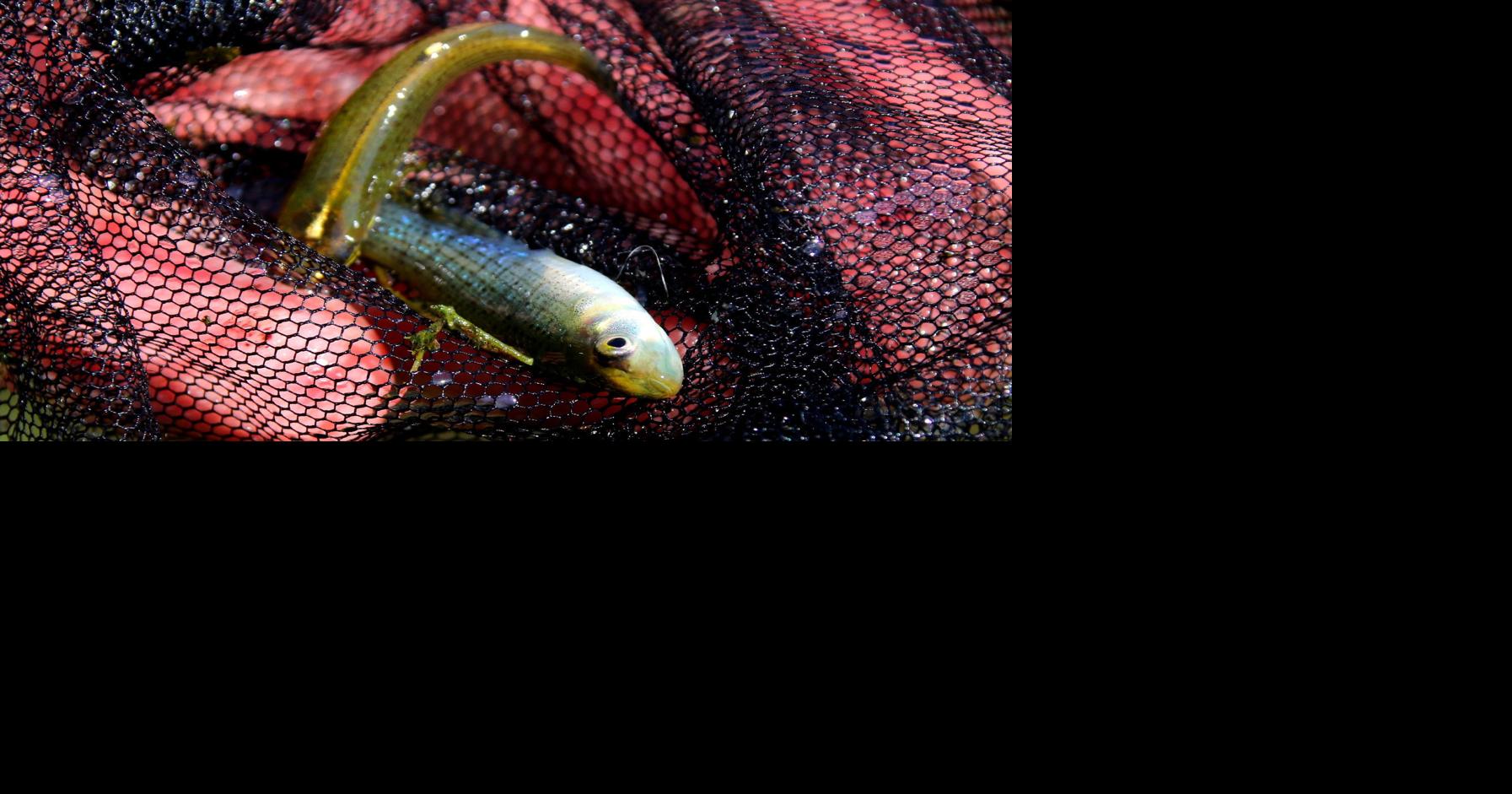 Jerry Davis: Local biologists assisting endangered fish in Wisconsin River