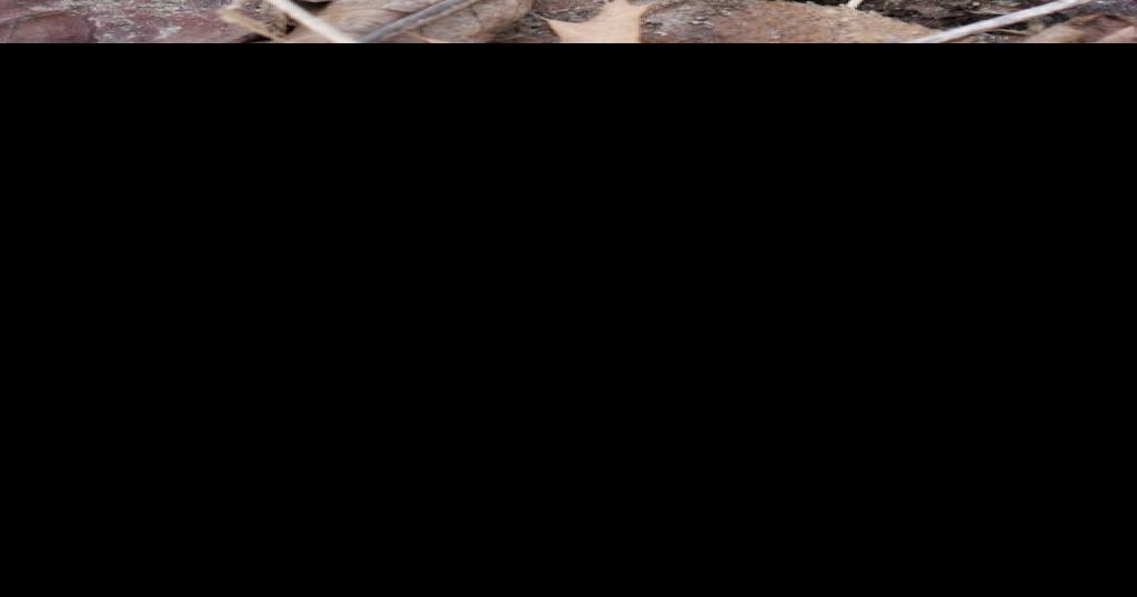 Jerry Davis: Ever ponder planting morels?