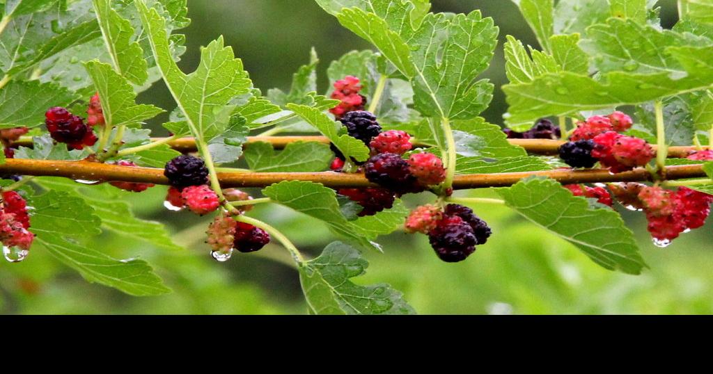 Fields and Forests: Heralding coming of wild berries