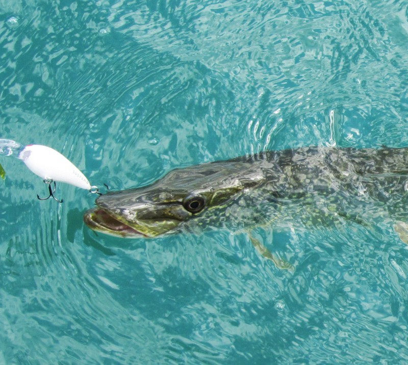 Outdoors: Pike fishing reaches summer peak