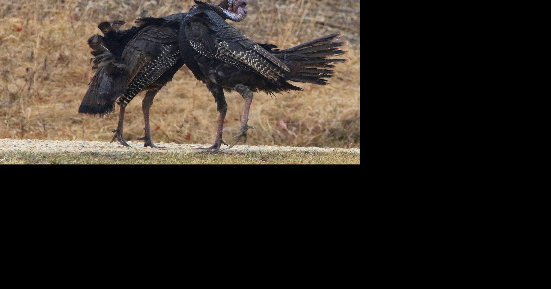 Jerry Davis: Turkey hunters can add weather to spring challenges