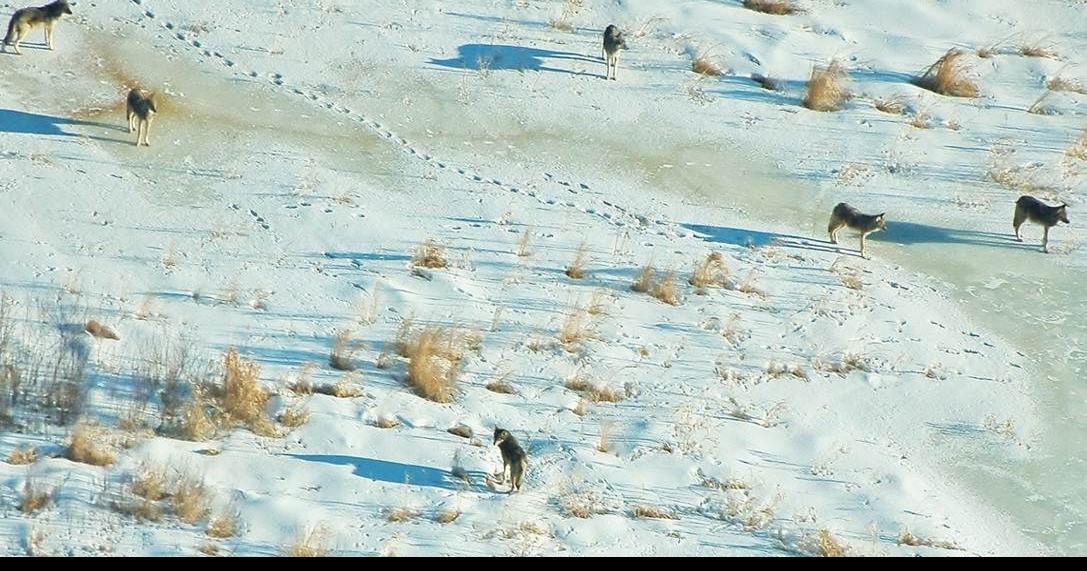 Wolf attacks on cattle and hunting dogs rise