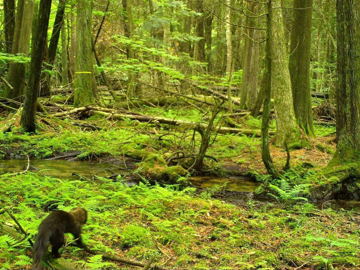 Bears, wolves, fishers and a cougar: Wisconsin wildlife in 50 million ...