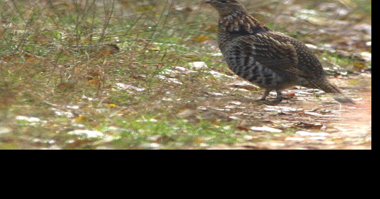 Jerry Davis: Uncertainty as ruffed grouse season approaches